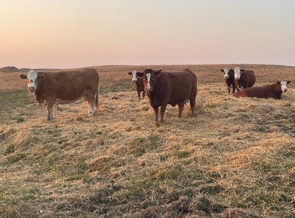 Northern Livestock Sales