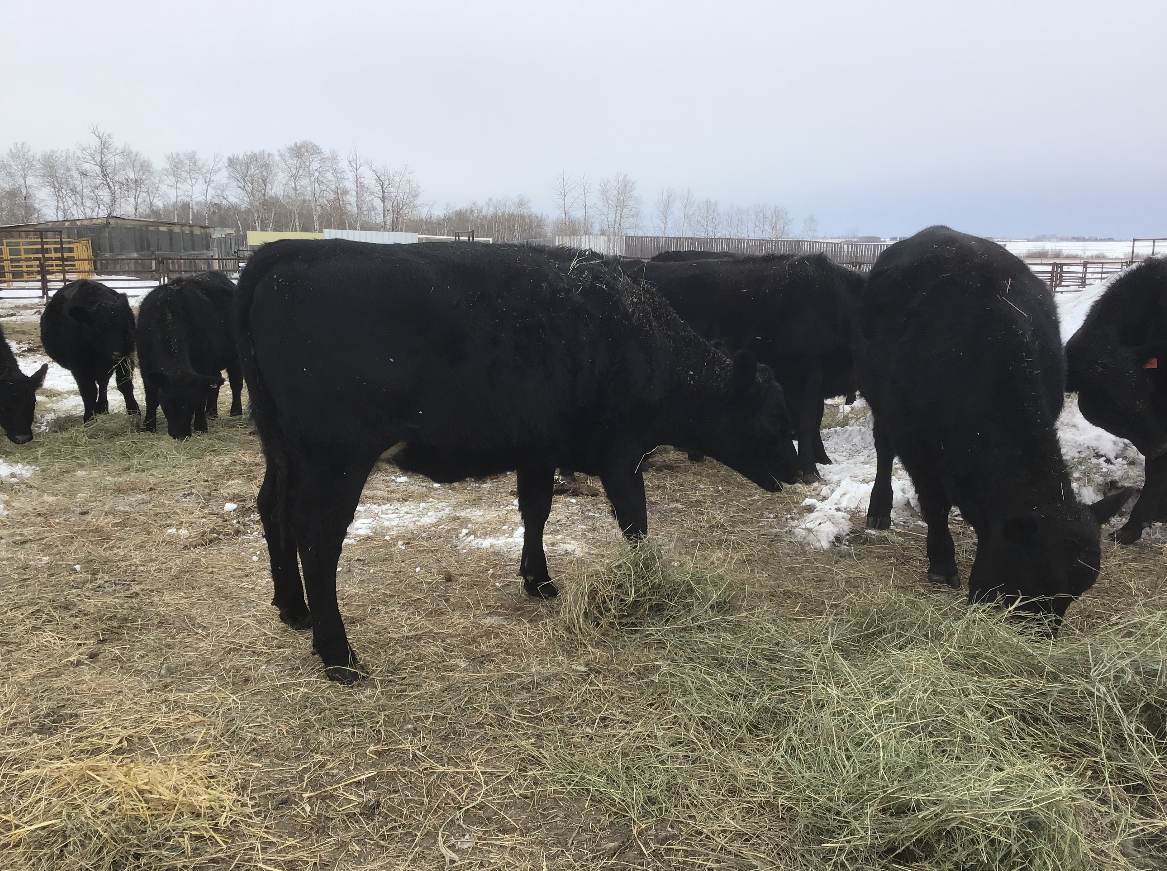 Northern Livestock Sales