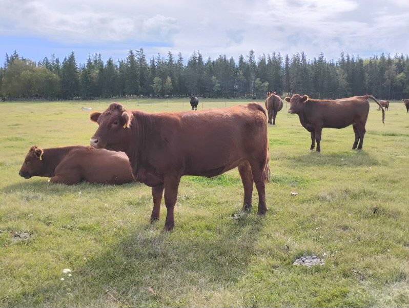 Northern Livestock Sales
