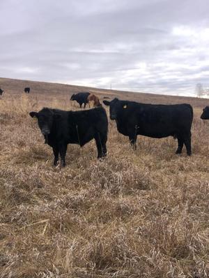 Northern Livestock Sales