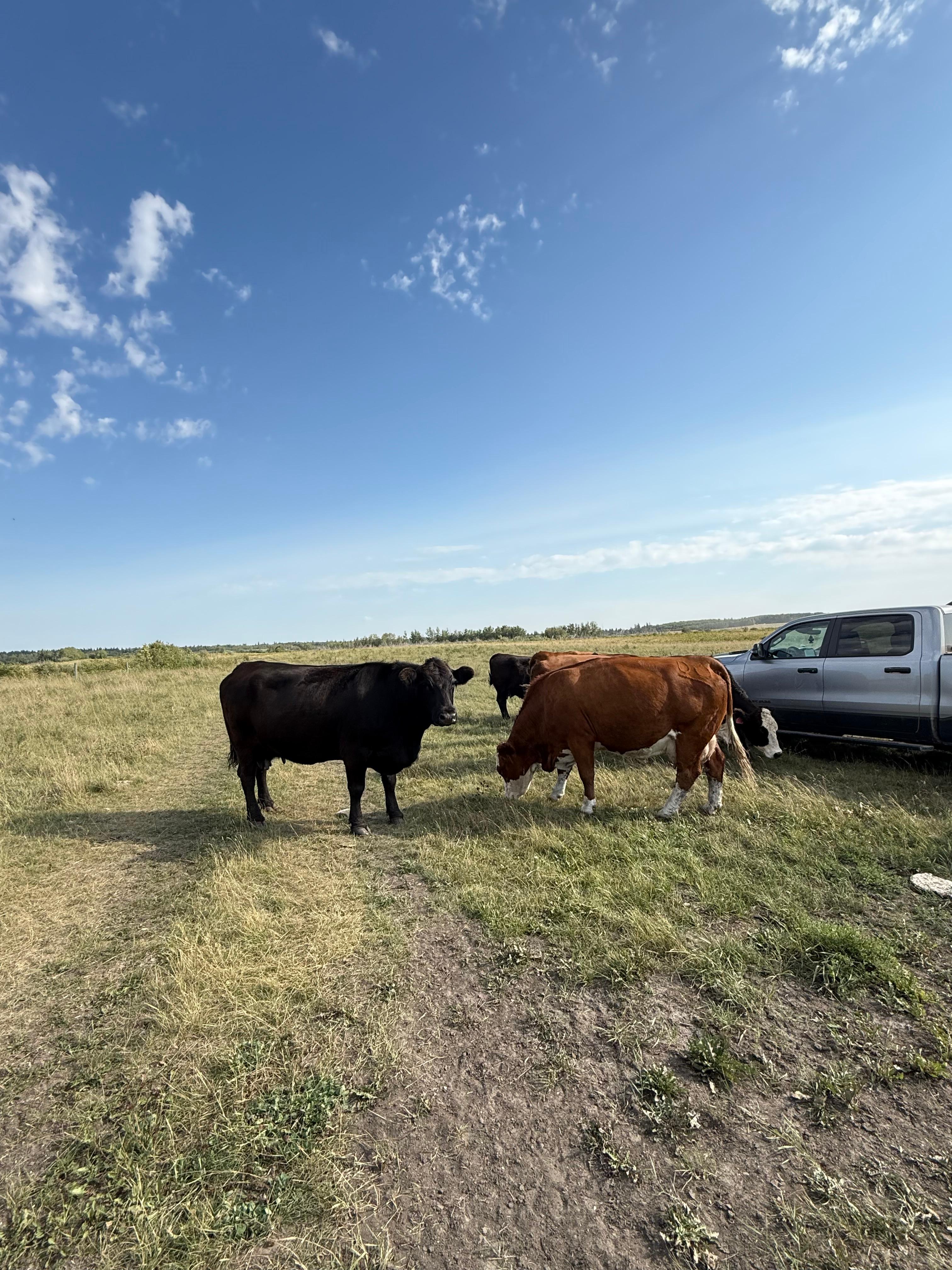 Northern Livestock Sales