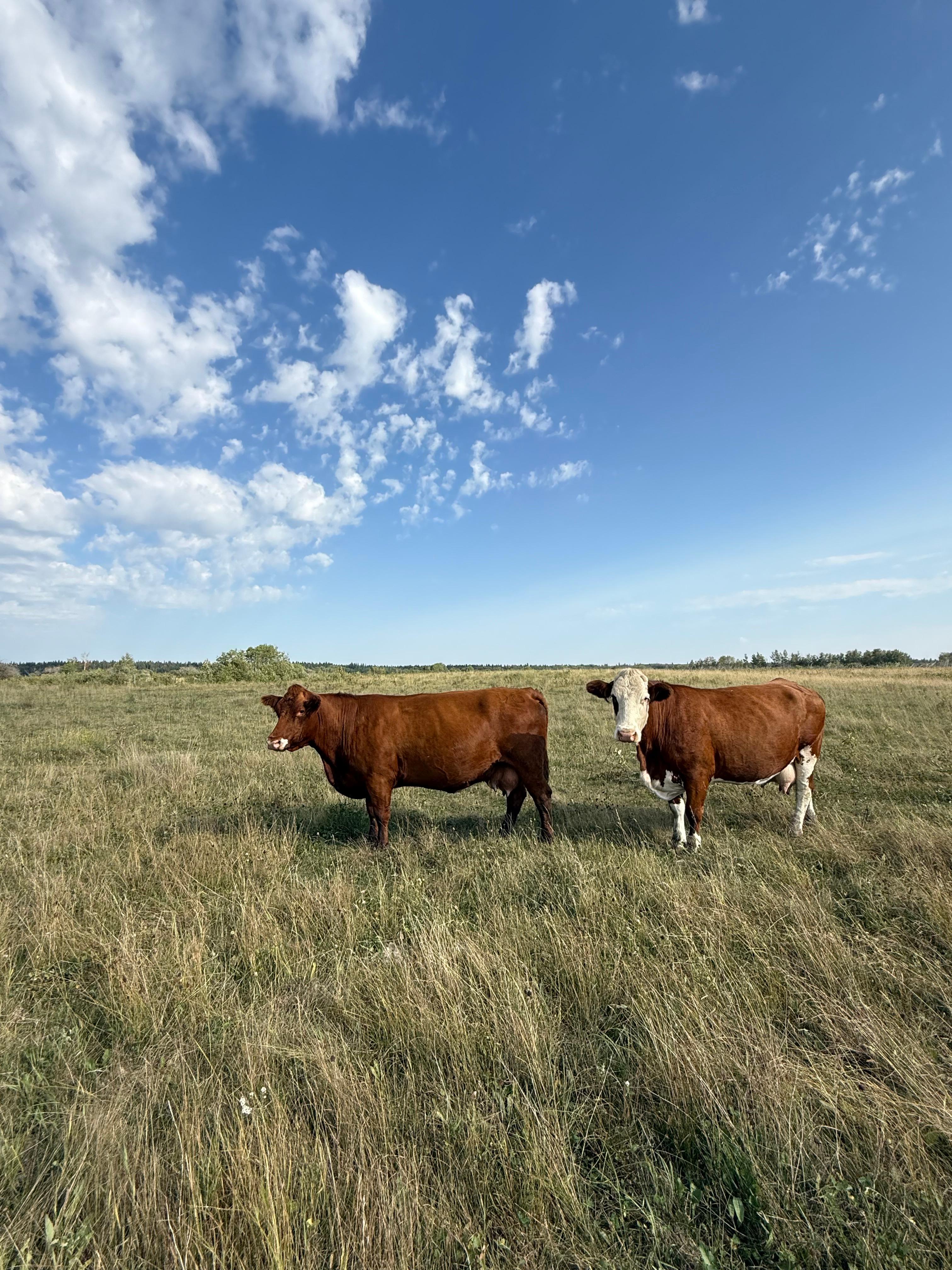 Northern Livestock Sales