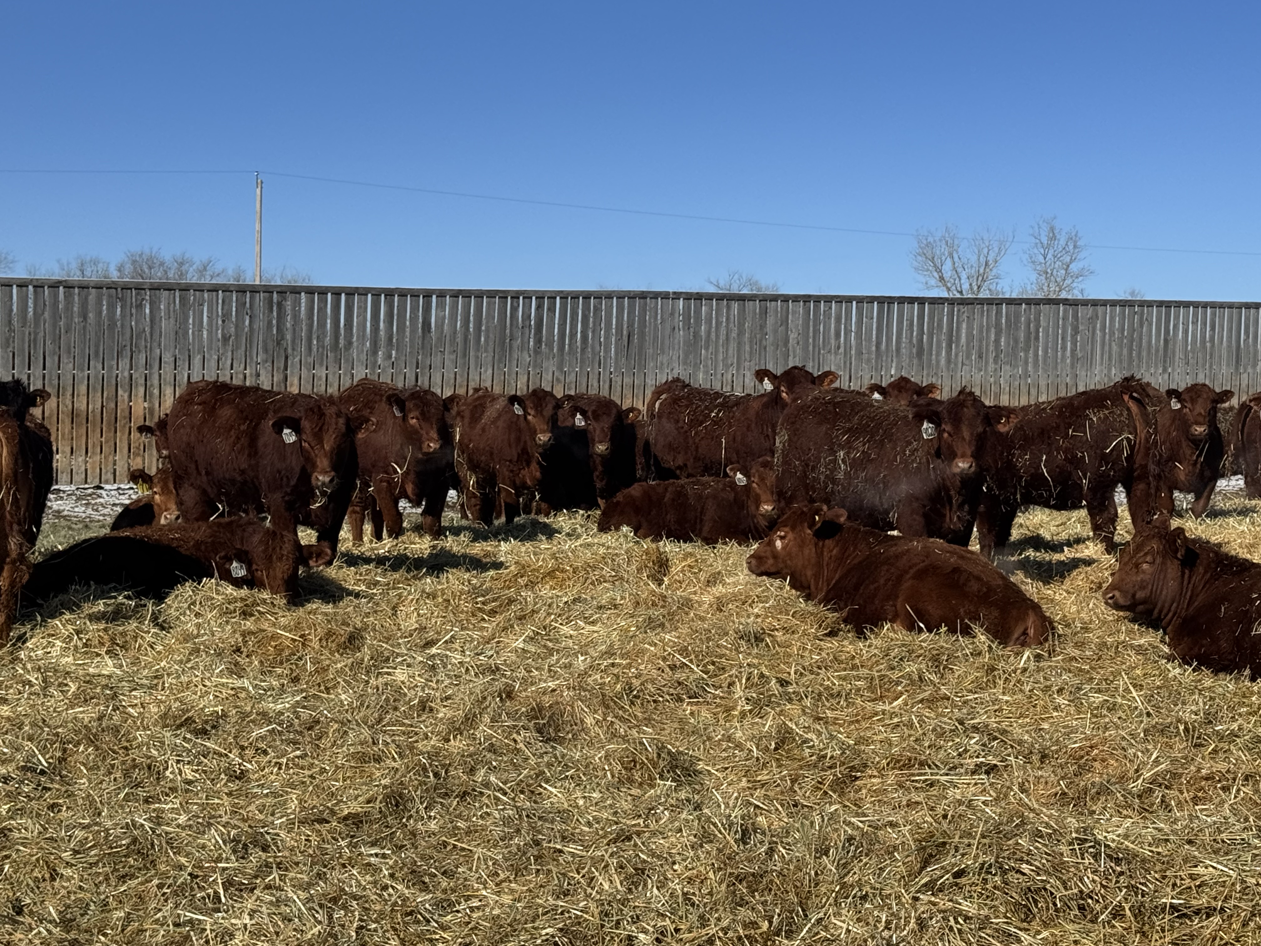 Northern Livestock Sales