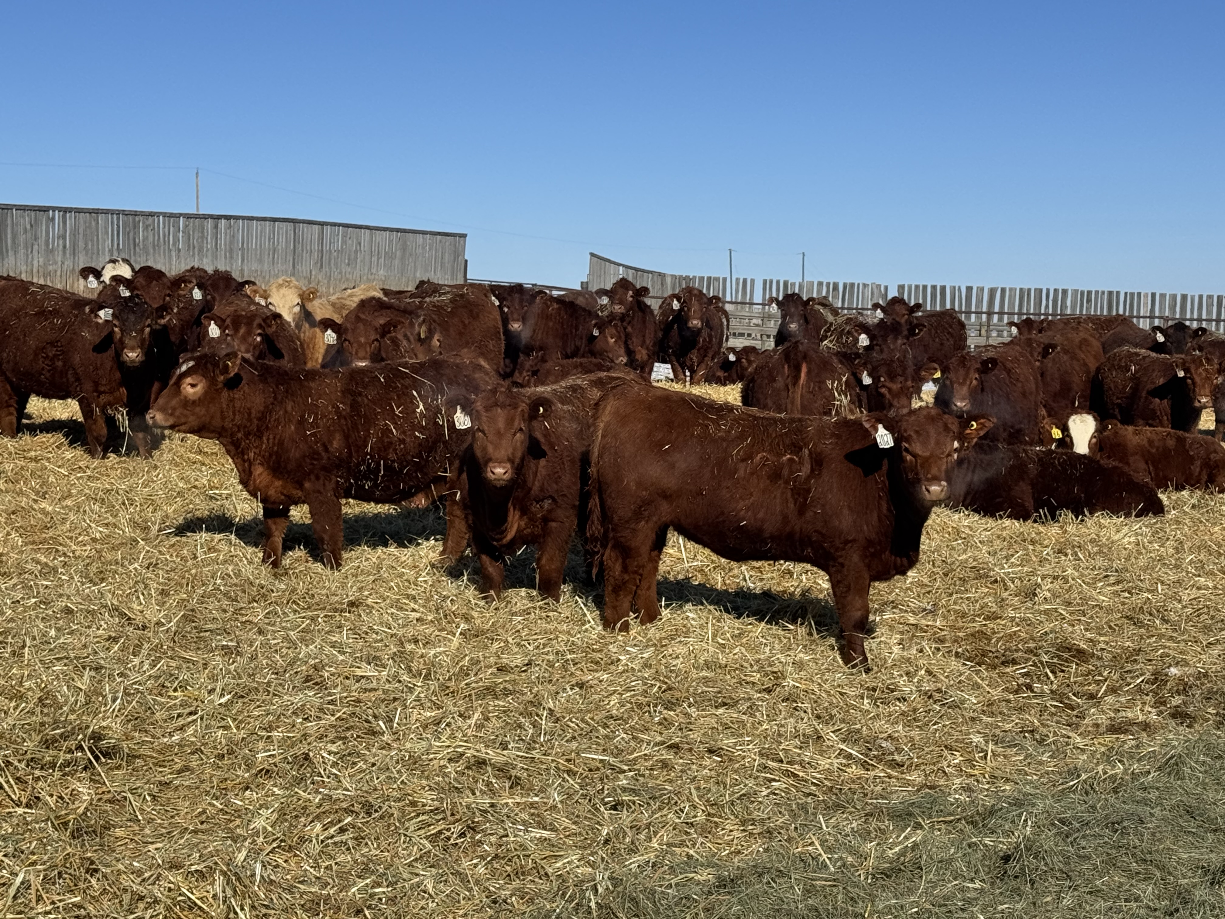 Northern Livestock Sales