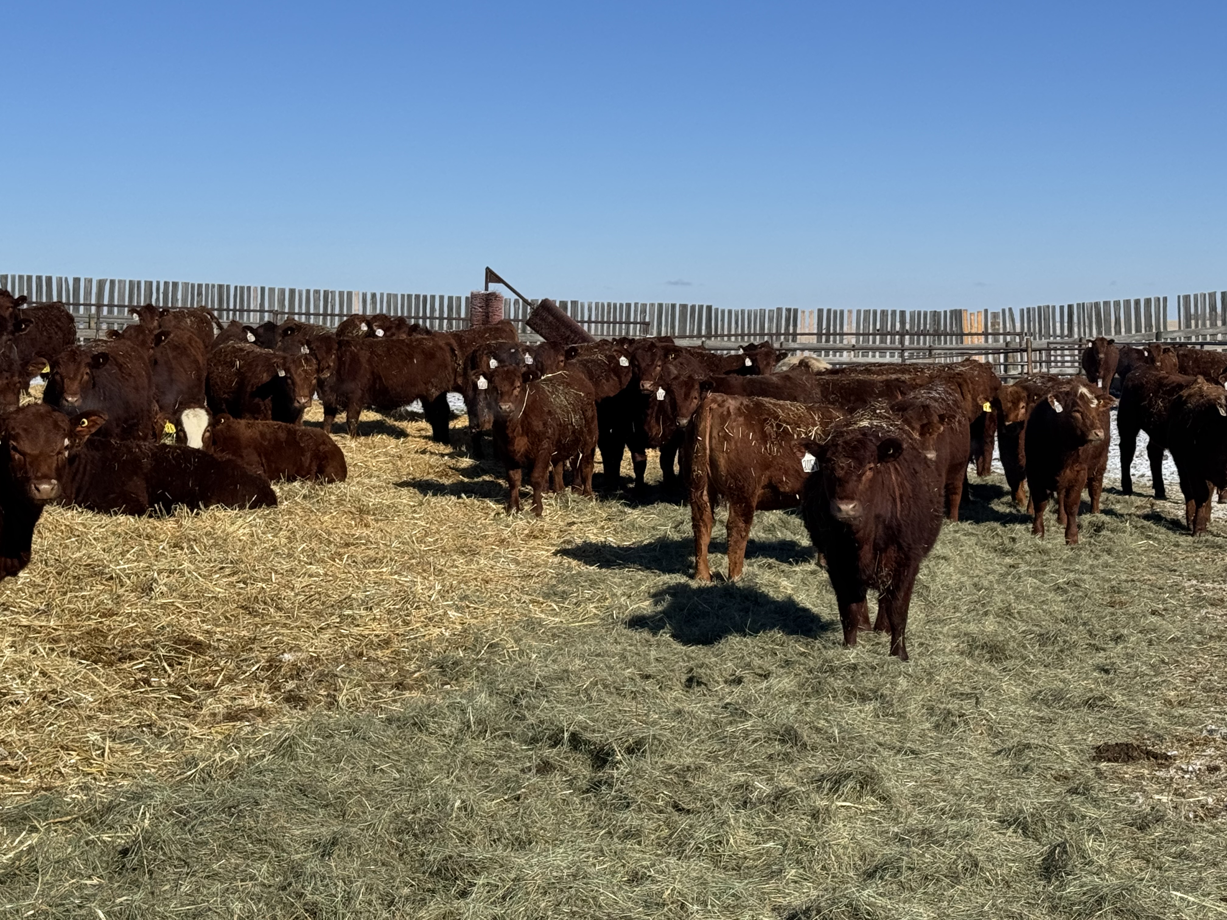 Northern Livestock Sales