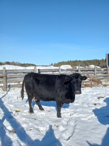 2 nd calvers to mature cows.