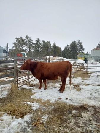 2 nd calvers to mature cows.