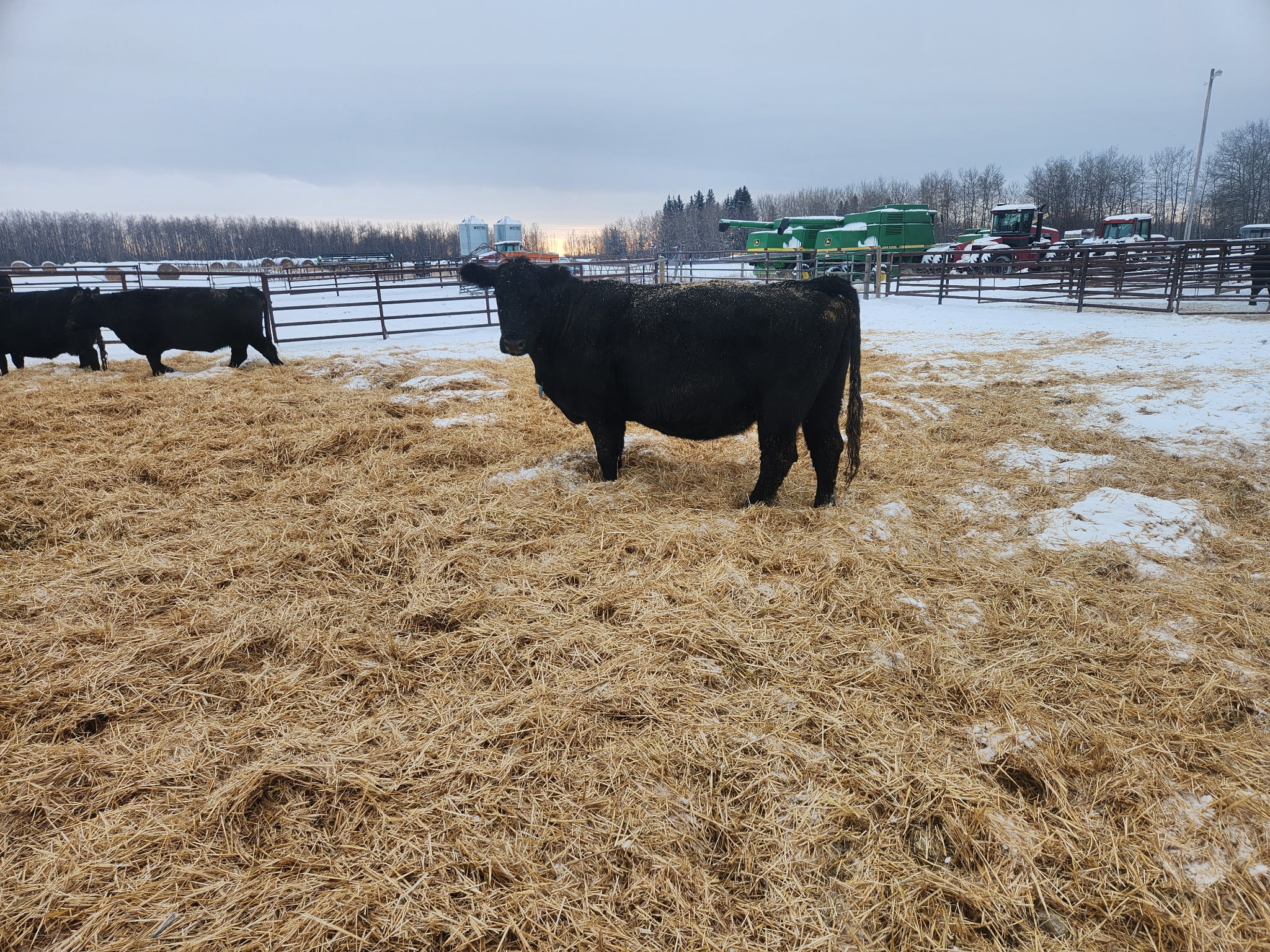 Northern Livestock Sales