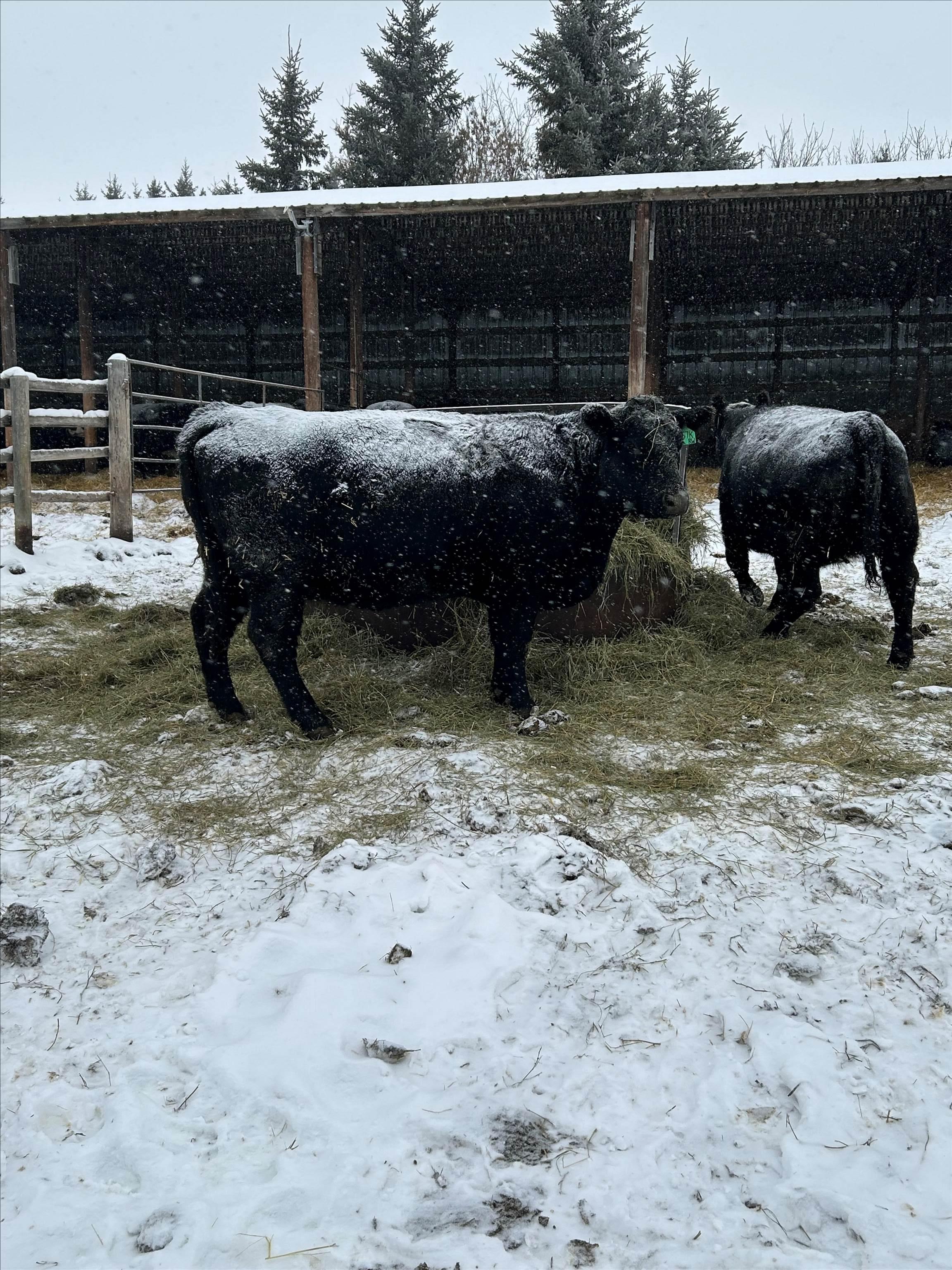 Northern Livestock Sales