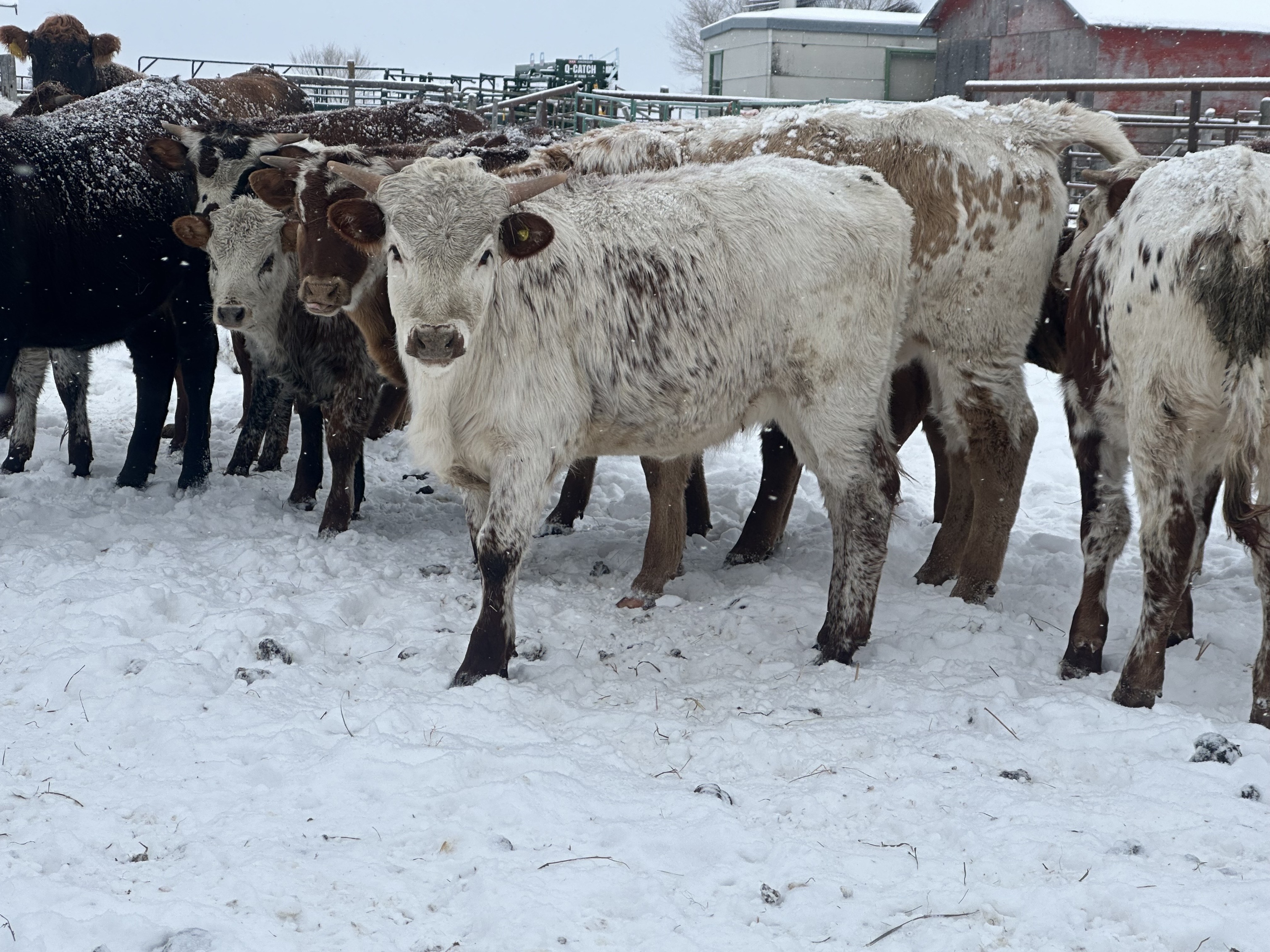Northern Livestock Sales