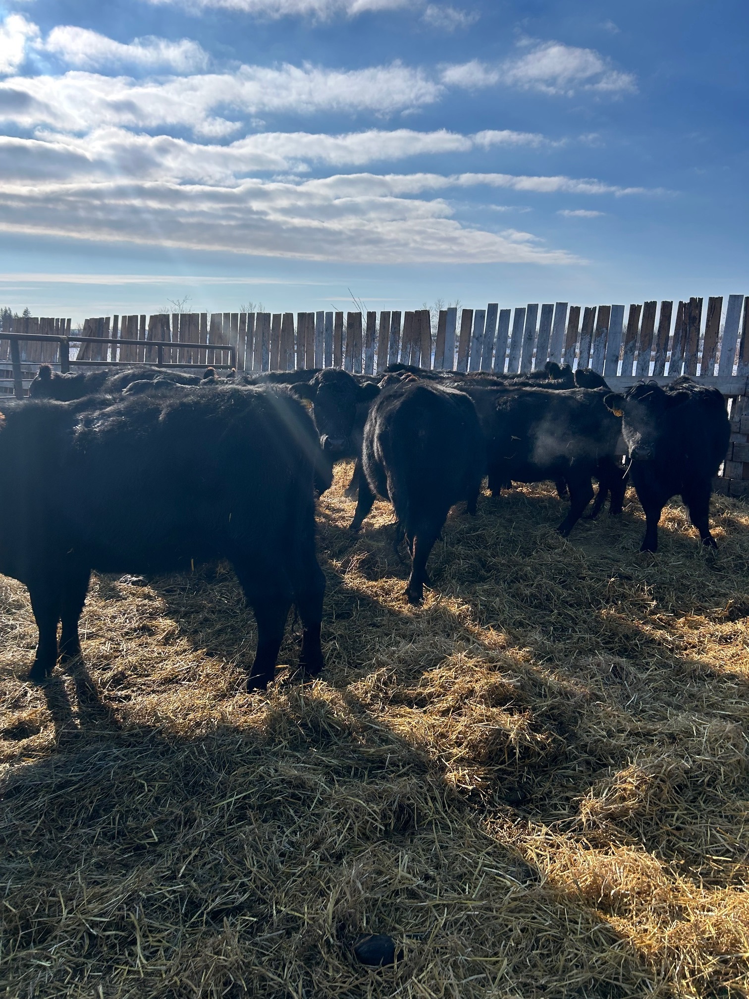 Northern Livestock Sales
