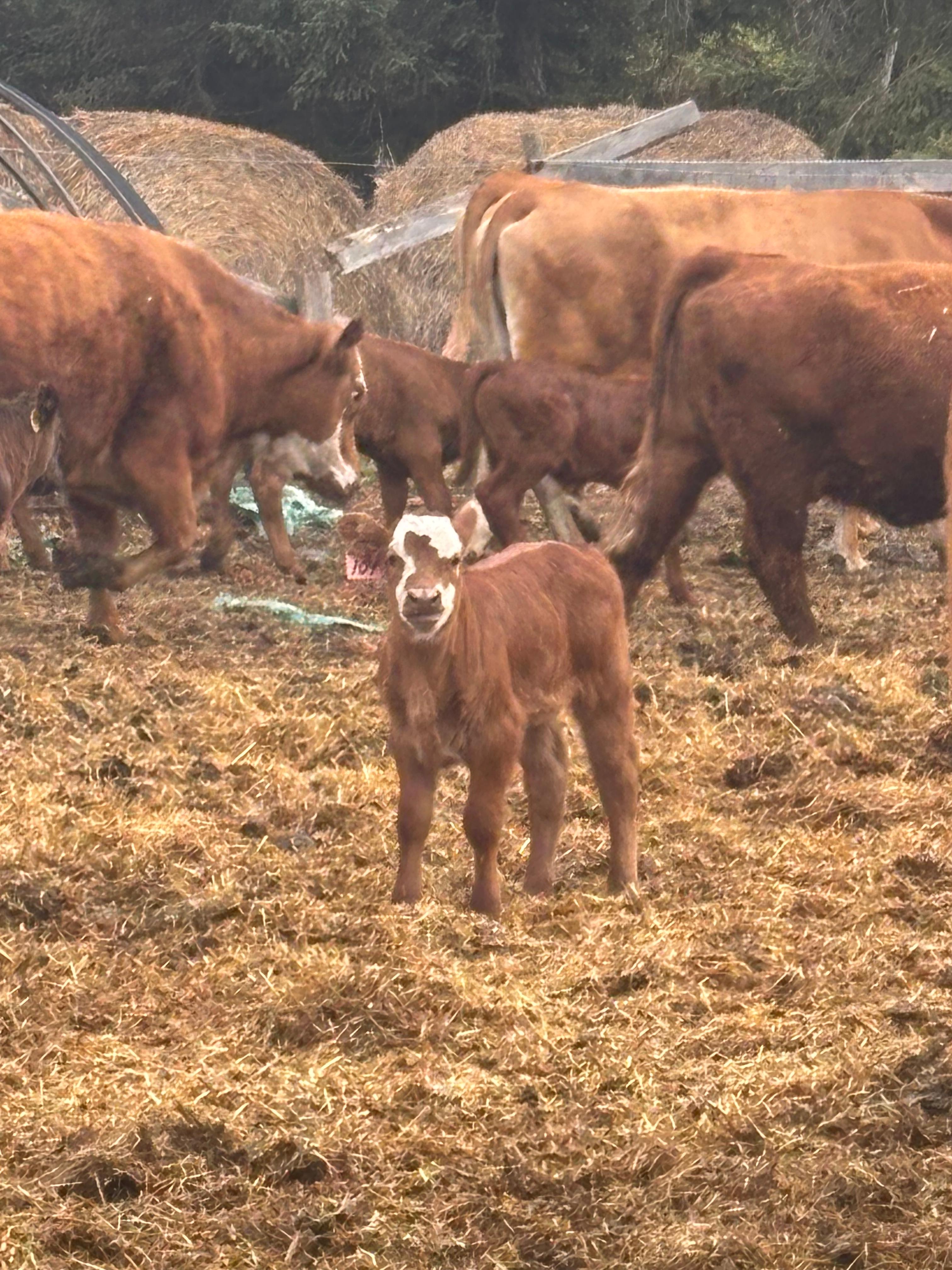 Northern Livestock Sales