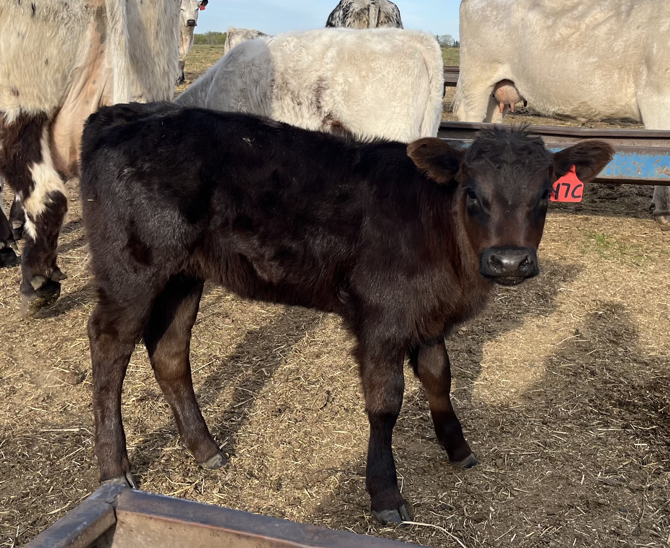 Northern Livestock Sales