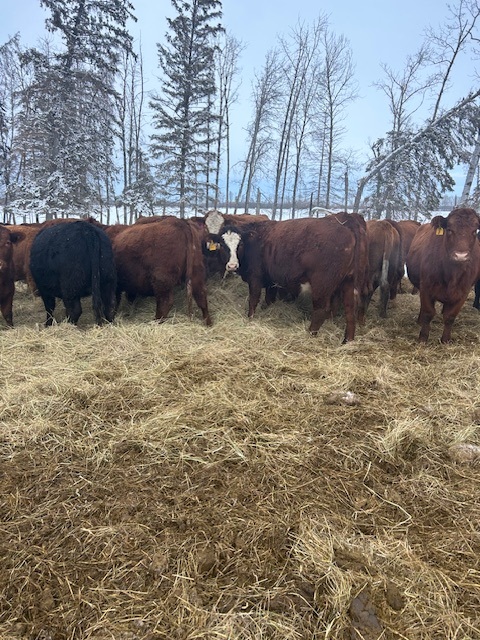 Northern Livestock Sales