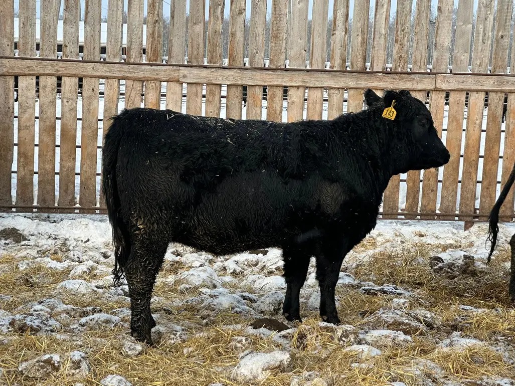 Northern Livestock Sales