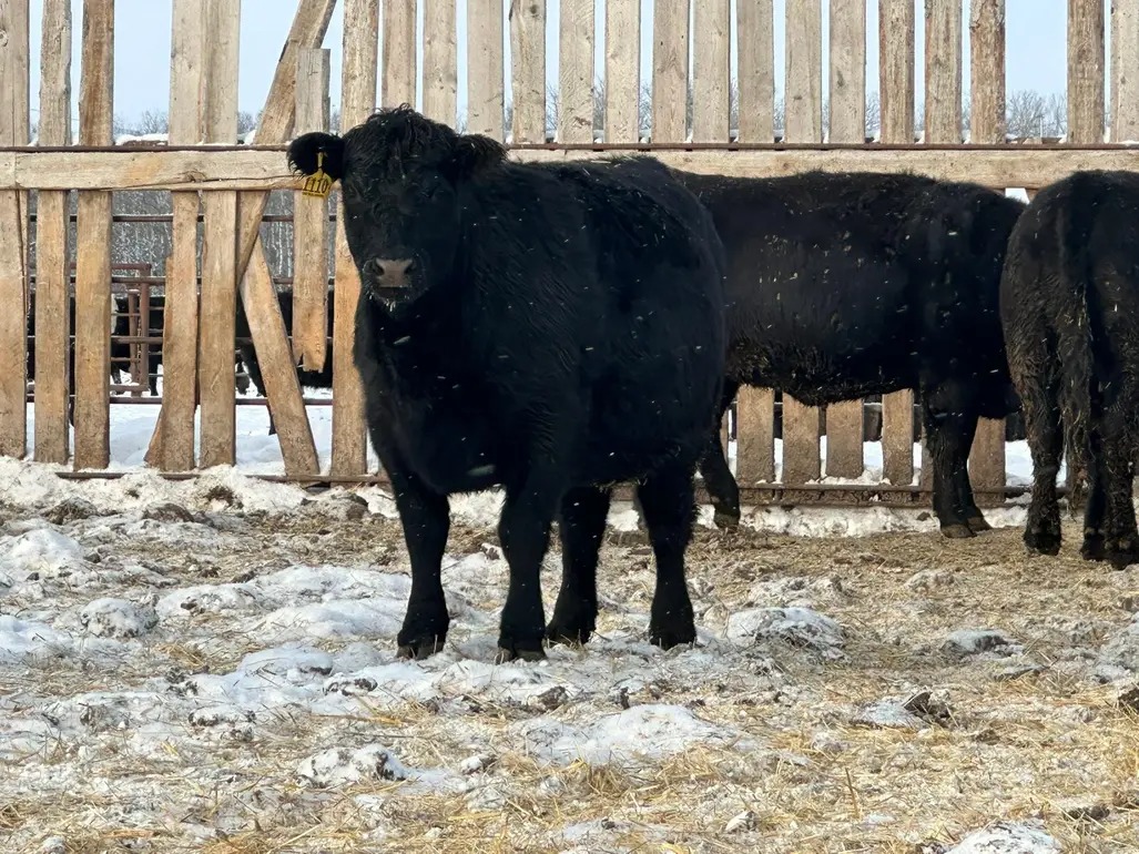 Northern Livestock Sales