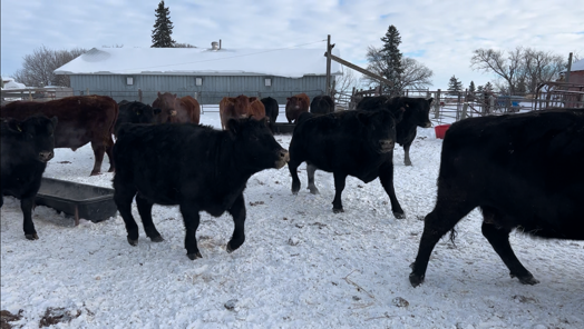 Northern Livestock Sales
