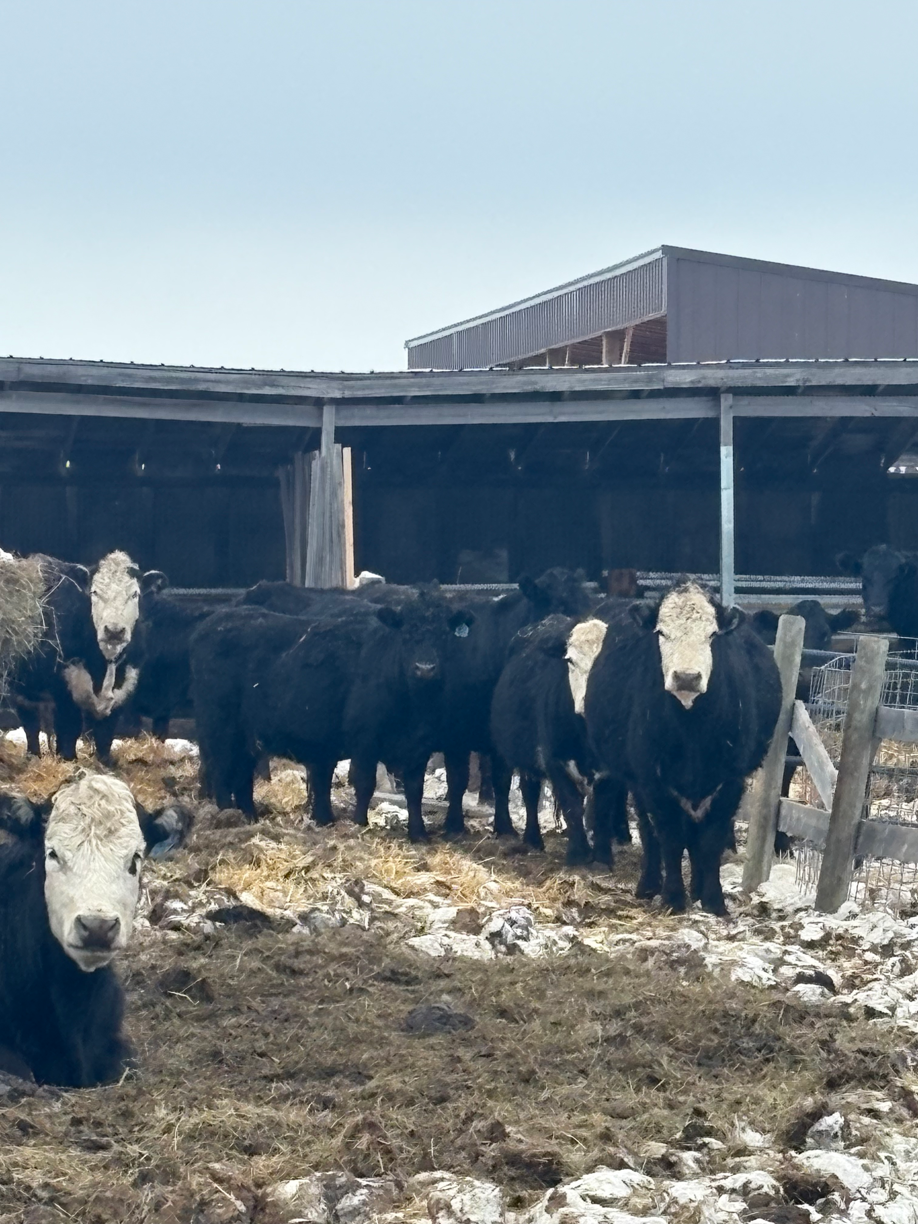 Northern Livestock Sales