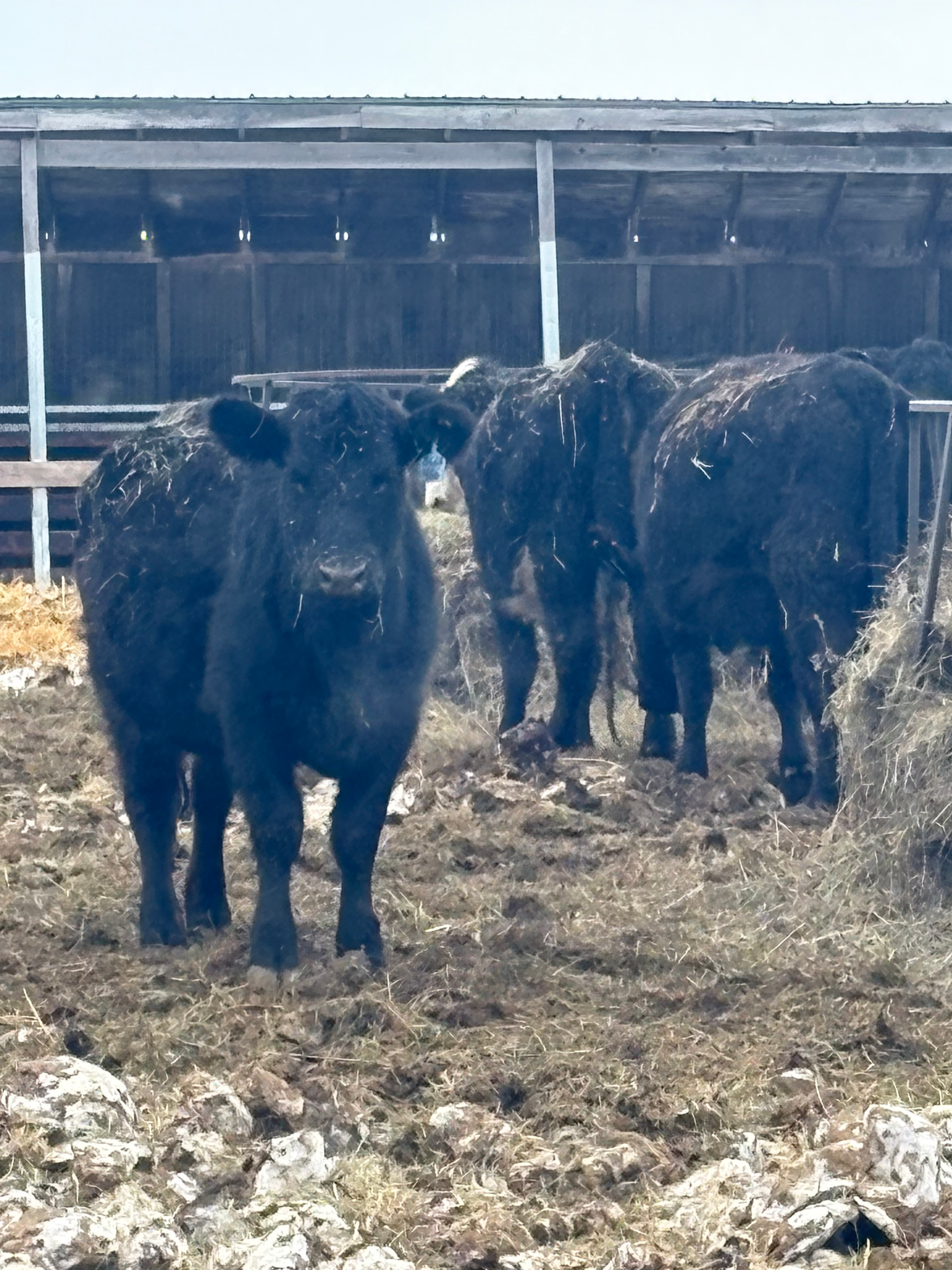 Northern Livestock Sales