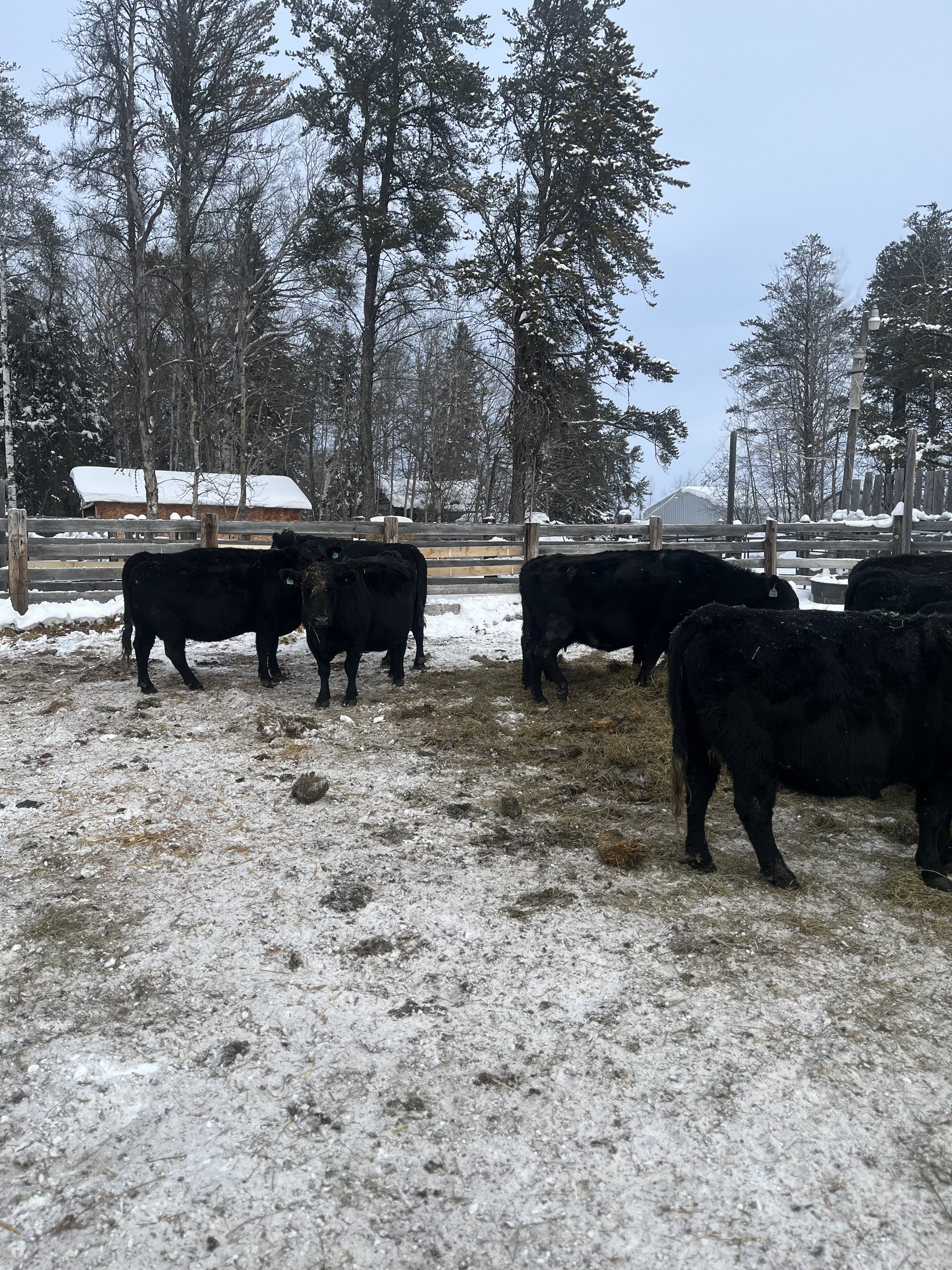 Northern Livestock Sales