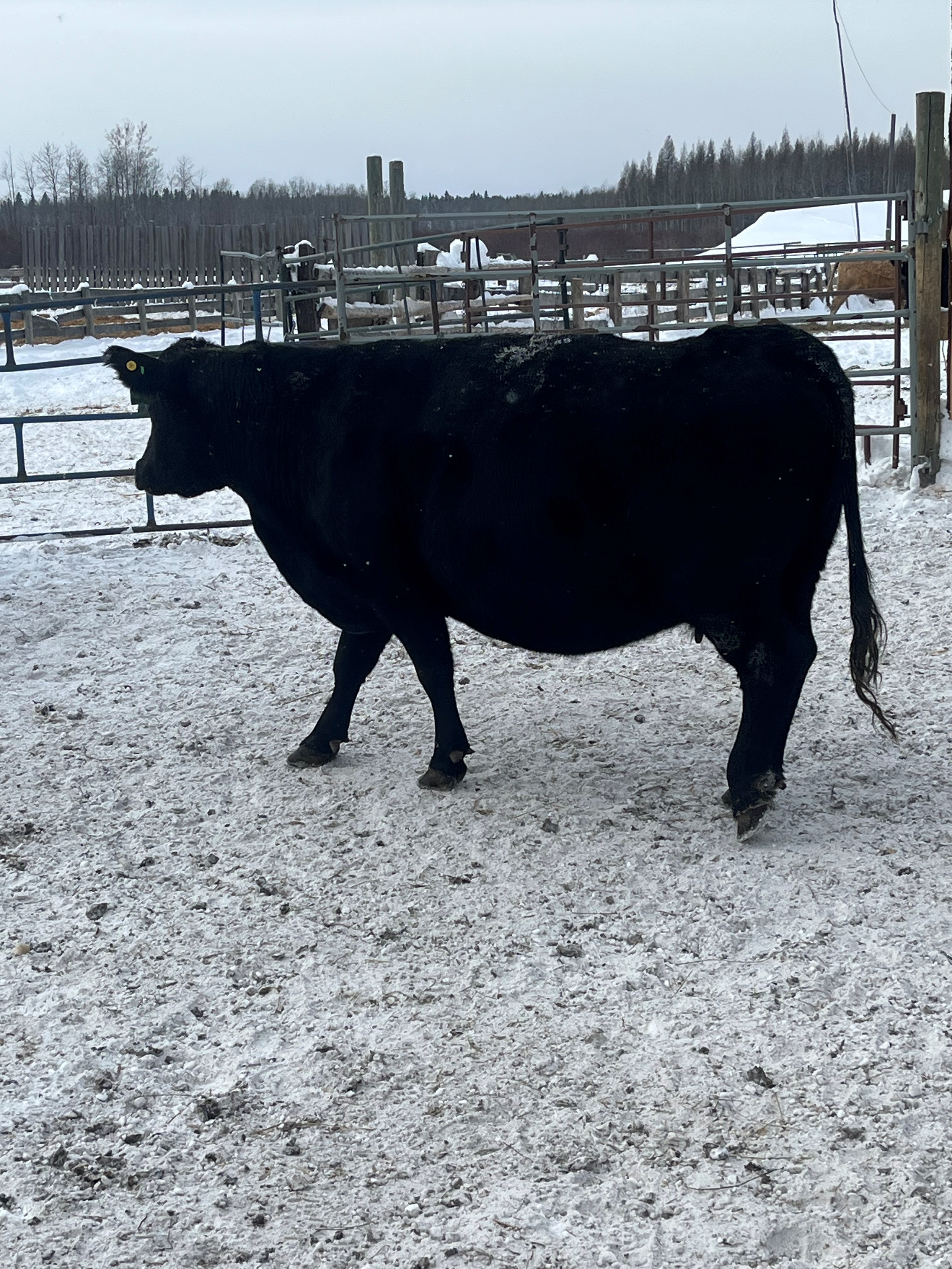 Northern Livestock Sales