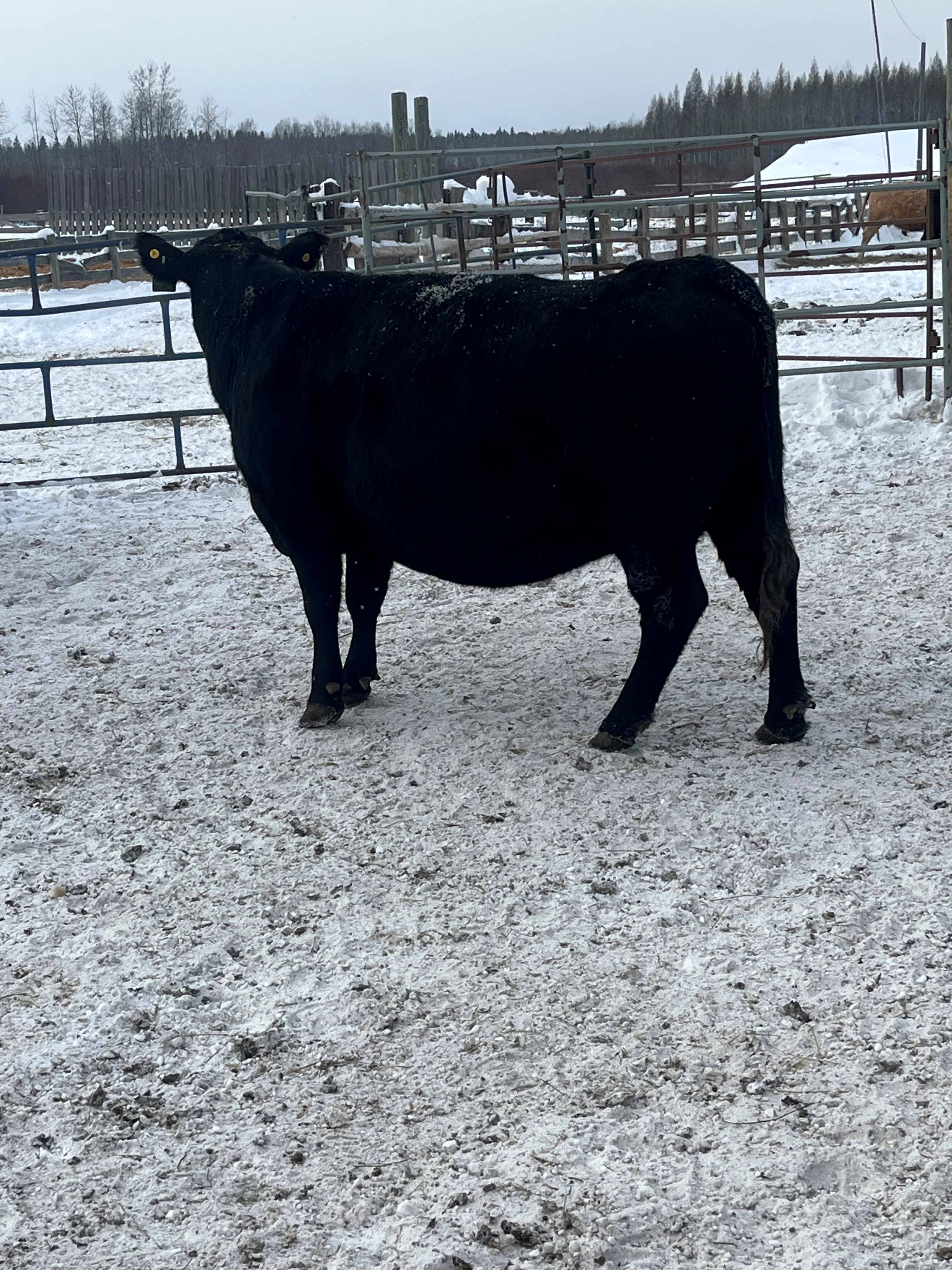 Northern Livestock Sales