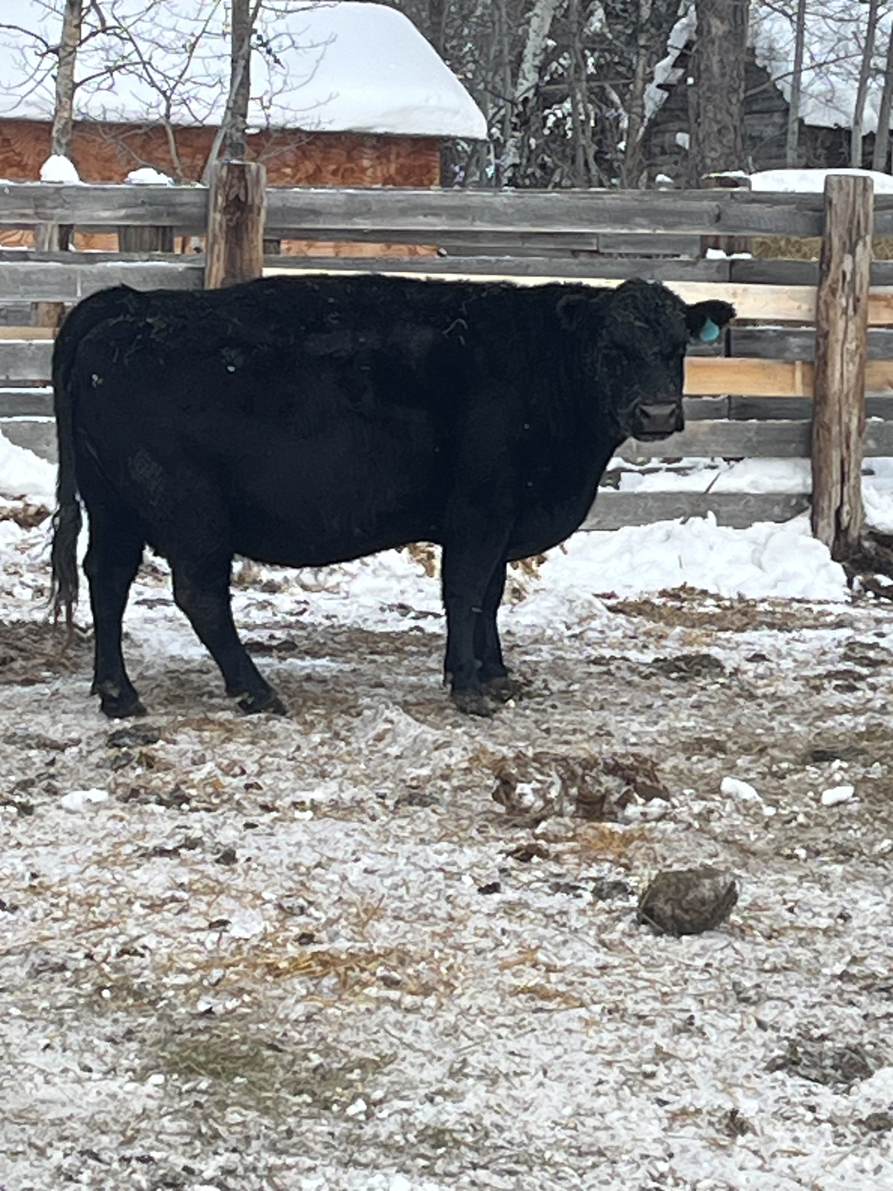 Northern Livestock Sales